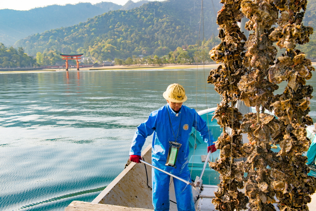 Ocean Fishing Hiroshima Japan - Oyster Harvesting Morning Tour with ...